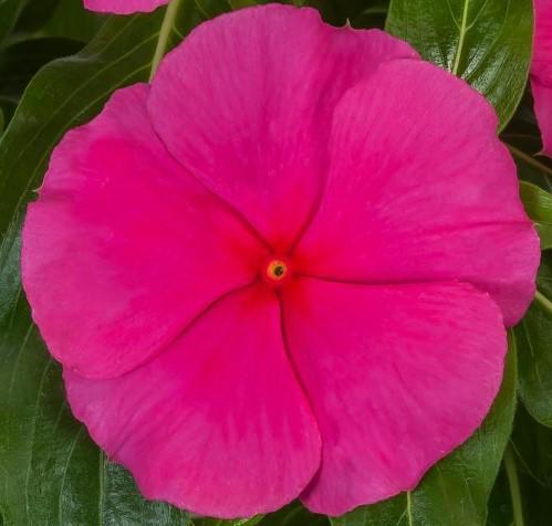 Catharanthus roseus 'Punch' Annual Vinca; Periwinkle from George Didden ...