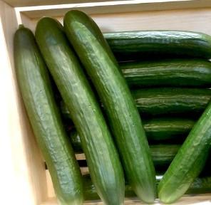 Cucumber English from George Didden Greenhouses, Inc.