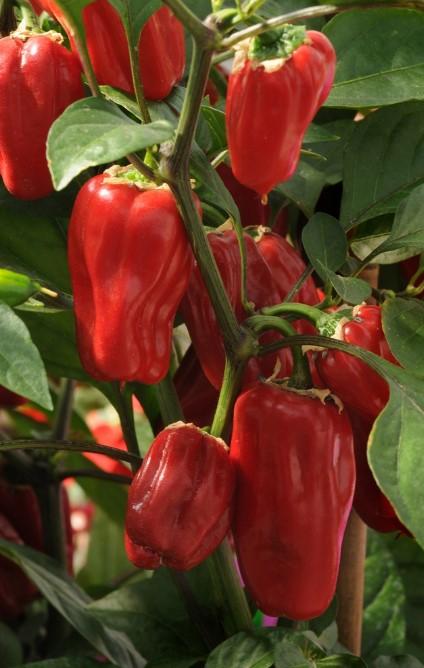 Peppers Sweet Heat from George Didden Greenhouses, Inc.