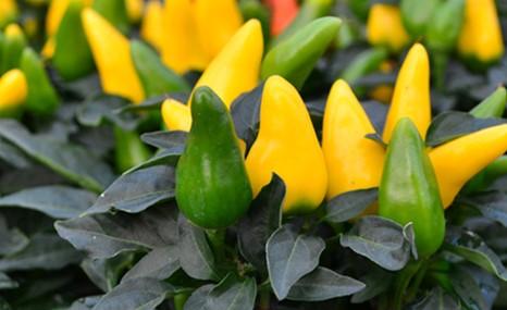 Ornamental Peppers Mambo Yellow from George Didden Greenhouses, Inc.