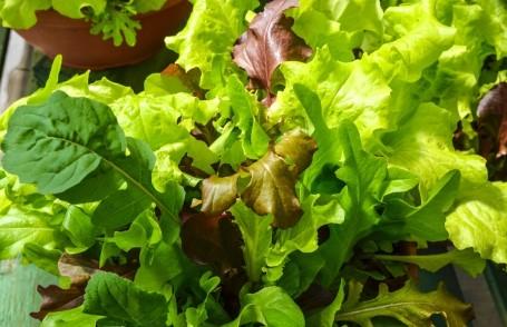 simply salad simply salad 'city garden mix' Simply salad from George ...