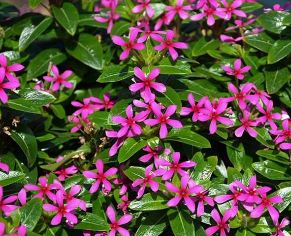 Vinca Soiree Kawaii Lavender from George Didden Greenhouses, Inc.